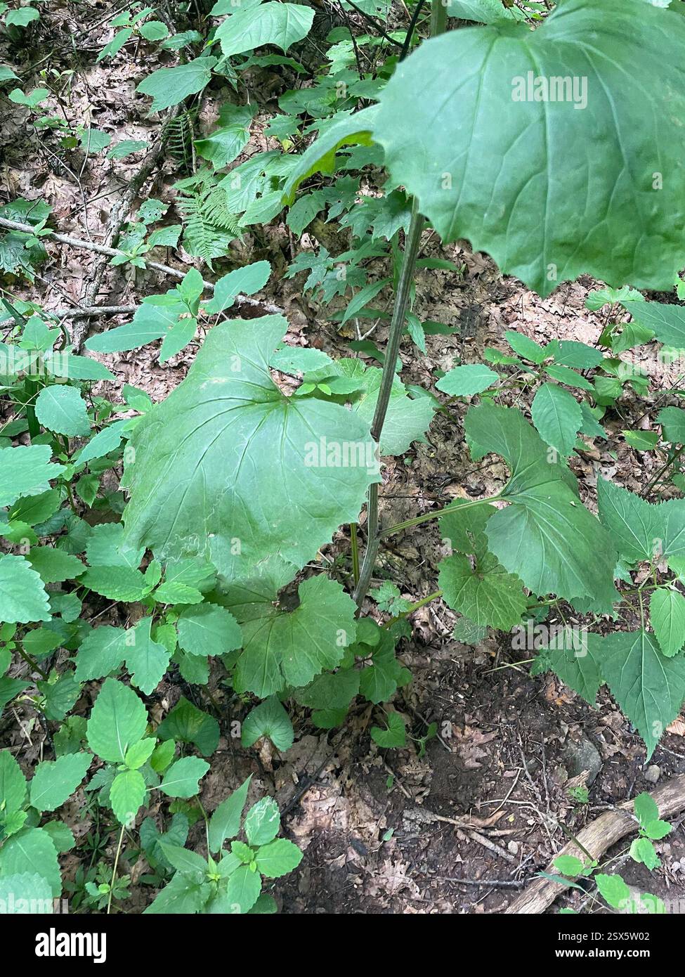 Great Indian Plantain (Arnoglossum reniforme), Plantae, Creston, West ...