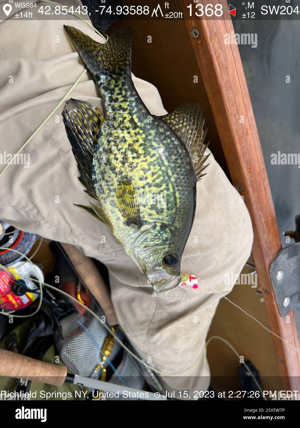 Black Crappie (Pomoxis nigromaculatus), Actinopterygii, Richfield ...