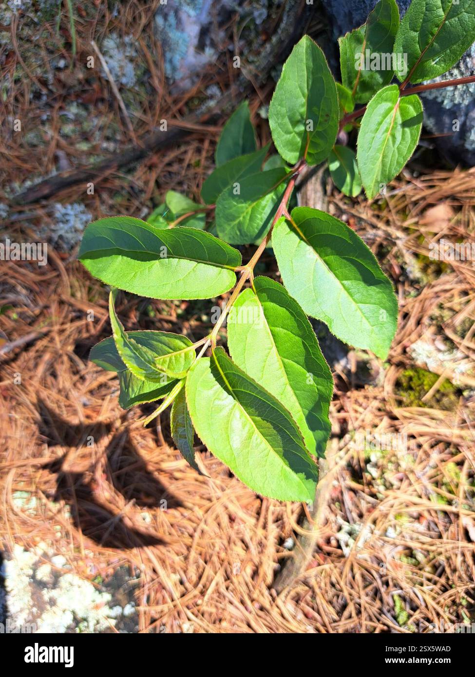 northern bush honeysuckle (Diervilla lonicera), Plantae, Algoma ...