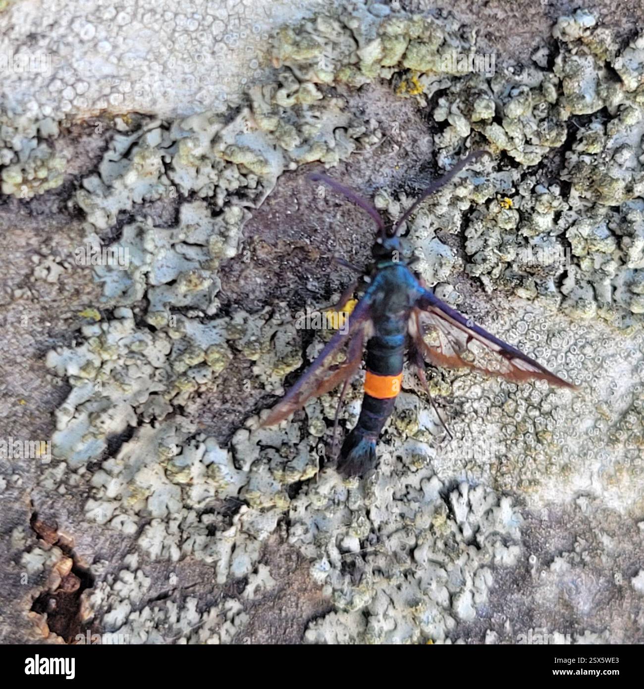 Red-belted Clearwing Moth (Synanthedon myopaeformis), Insecta, NB ...