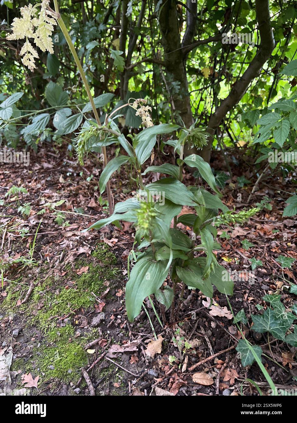 Broad-leaved helleborine (Epipactis helleborine), Plantae, Pargat Dr ...