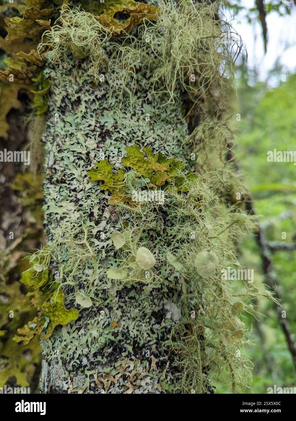 Bushy beard lichen (Usnea strigosa), Fungi, Woodside, NB E4M 3X5 ...