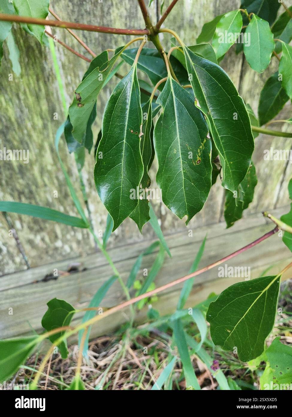 Camphor (Camphora officinarum), Plantae, Texas, US Stock Photo - Alamy