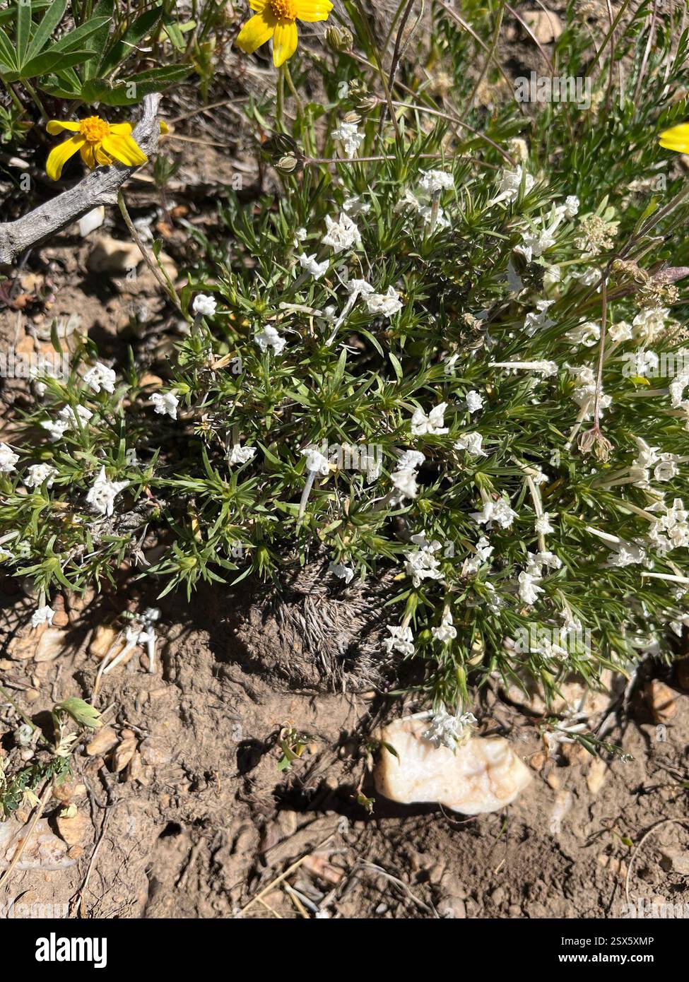 flowery phlox (Phlox multiflora), Plantae, Cassia County, ID, USA Stock ...