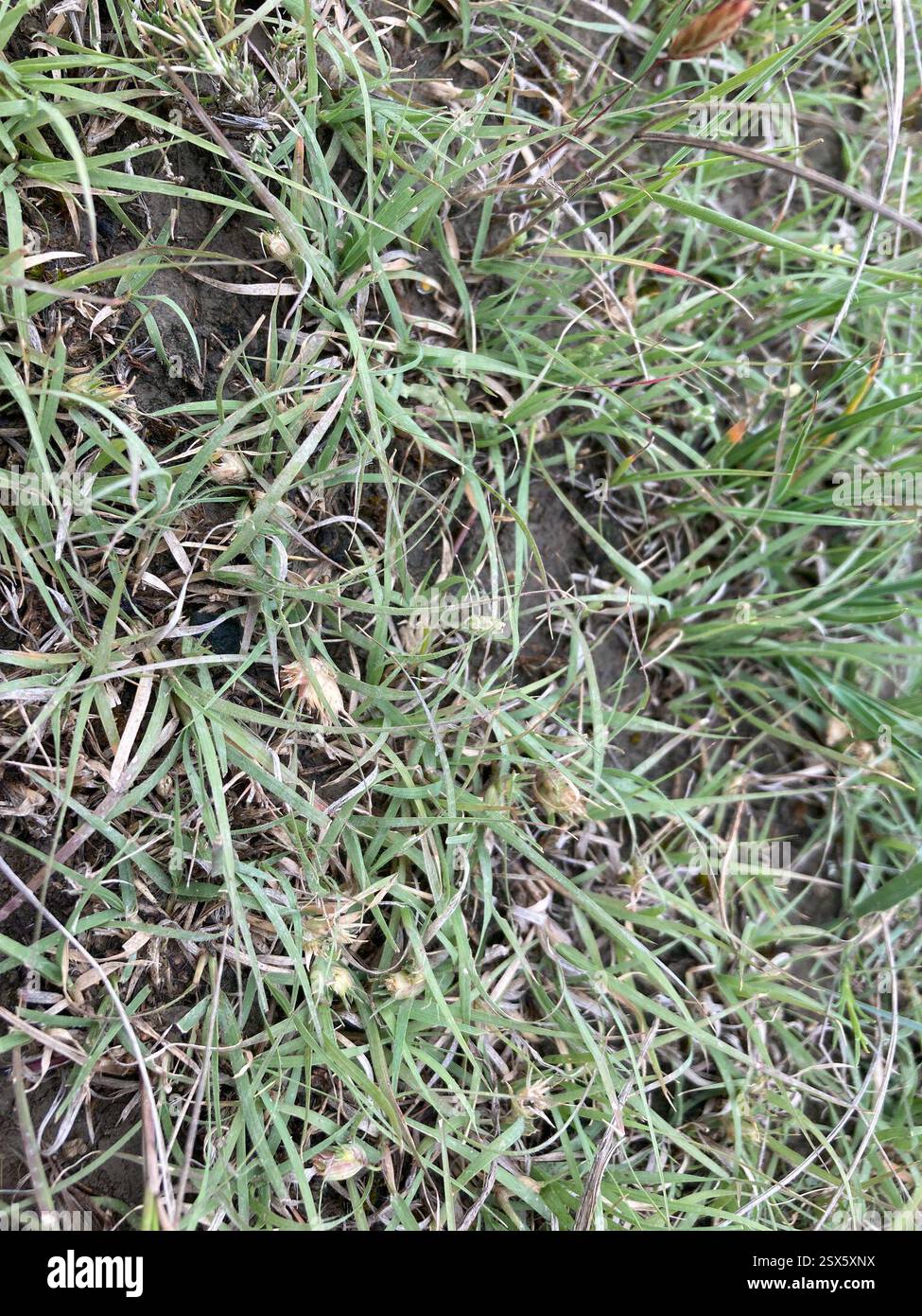 buffalograss (Bouteloua dactyloides), Plantae, Hammond, MT, US Stock ...