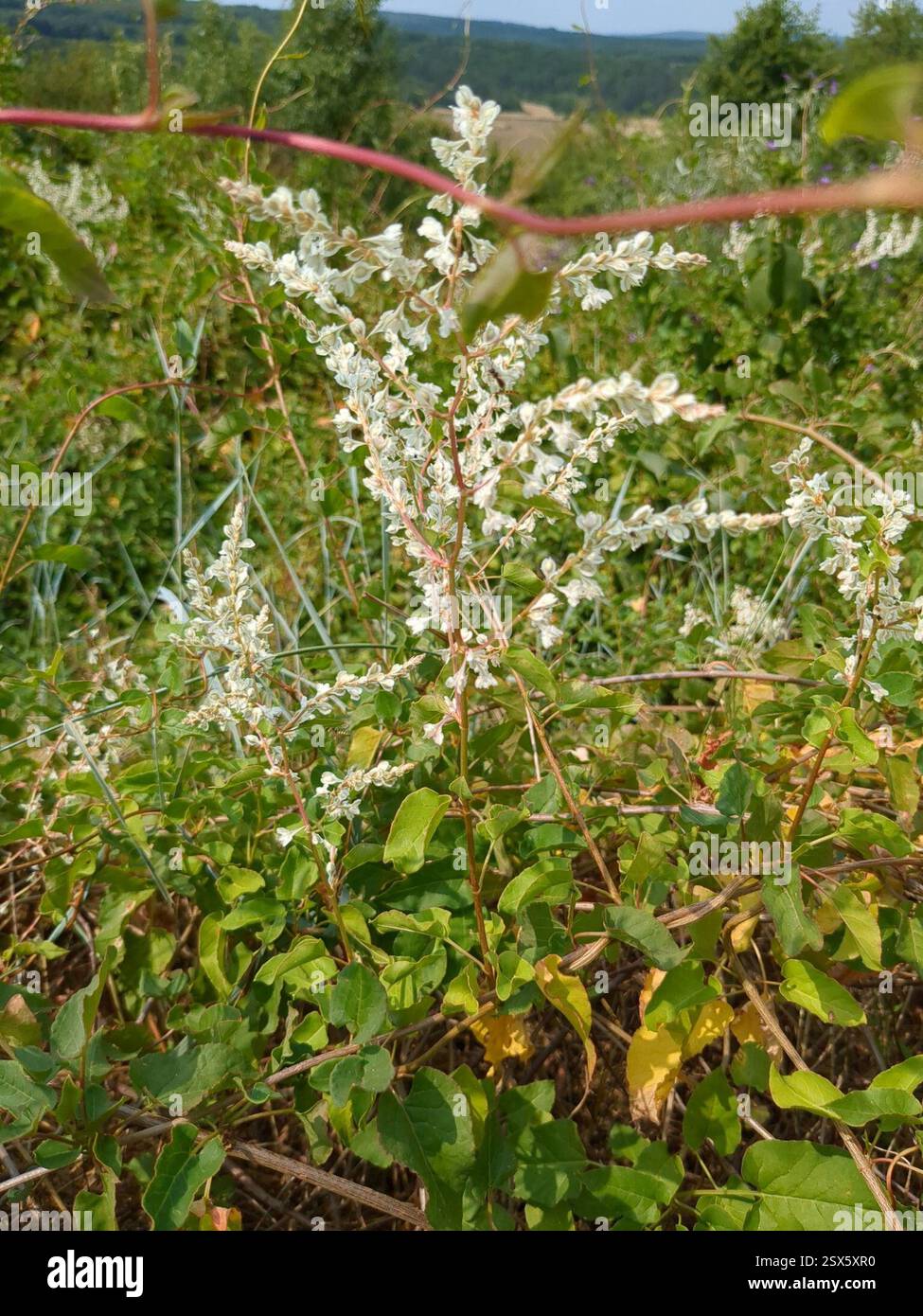 Copse-bindweed (Fallopia dumetorum), Plantae, 89450 Vézelay, France ...