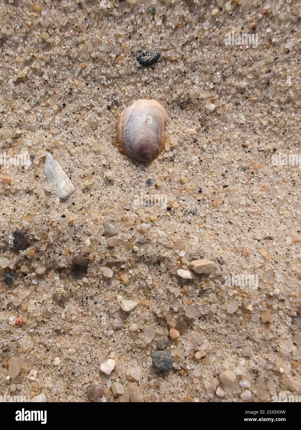 Common Atlantic Slippersnail (Crepidula fornicata), Mollusca, Nantucket ...