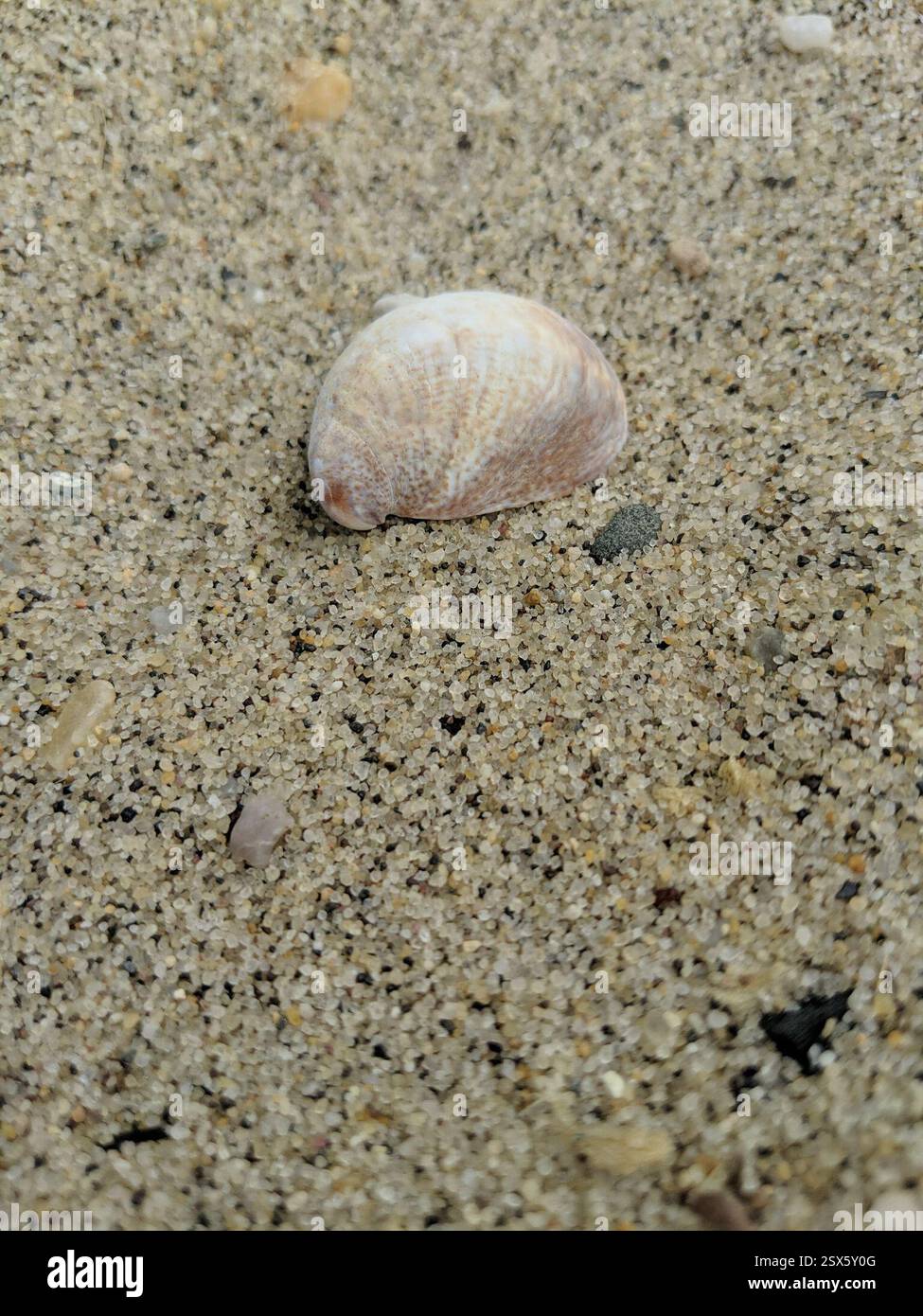 Common Atlantic Slippersnail (Crepidula fornicata), Mollusca, Nantucket ...