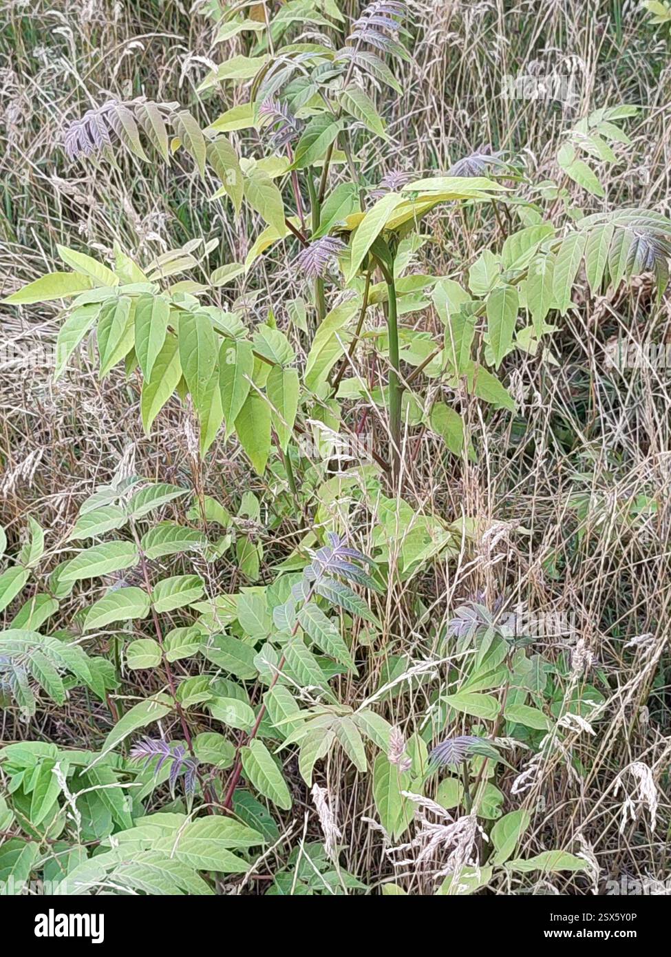 tree-of-heaven (Ailanthus altissima), Plantae, 88PV+76 Hundewiese Stadt ...