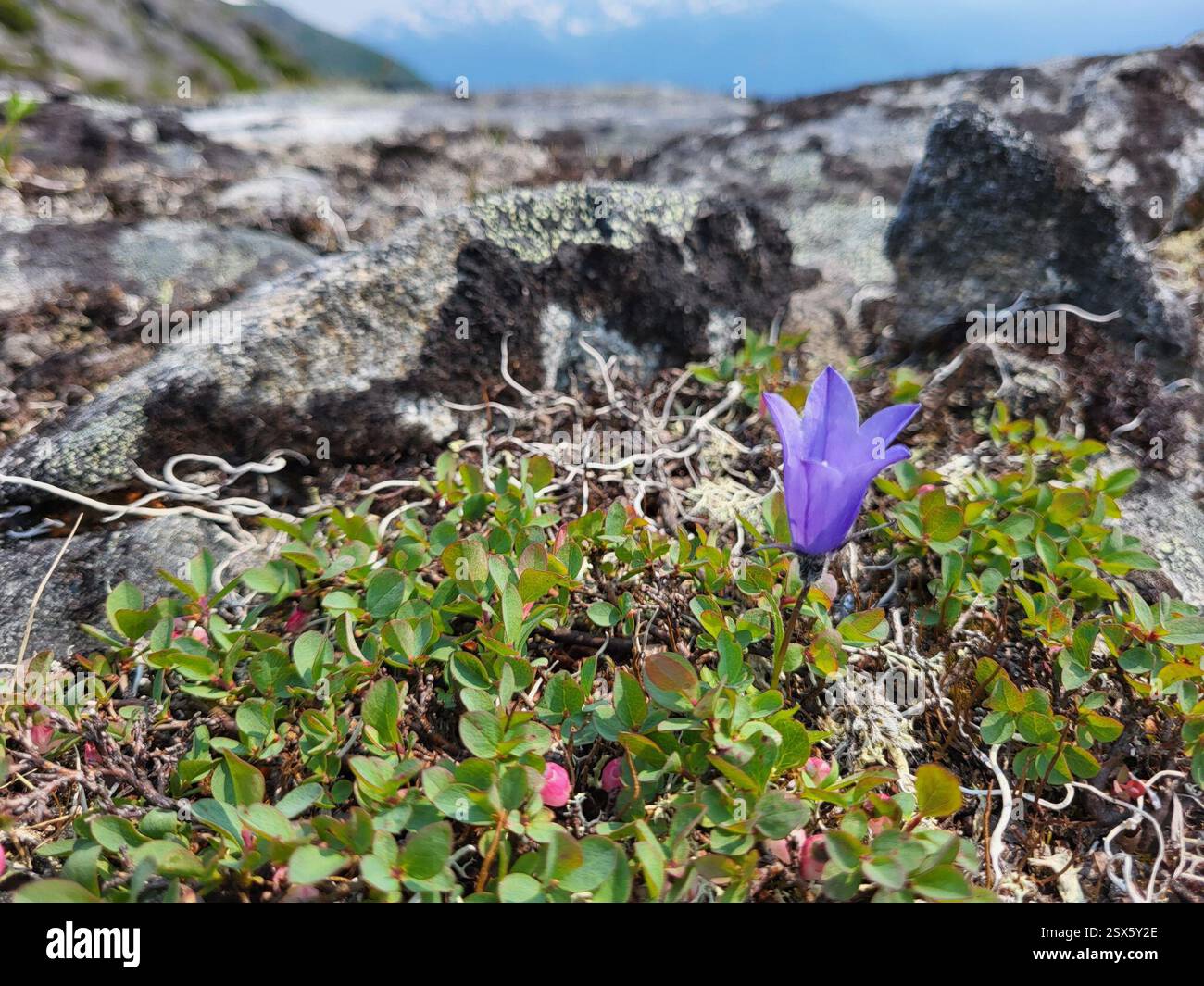 Mountain Harebell (Campanula lasiocarpa), Plantae, Wrangell, AK 99929 ...