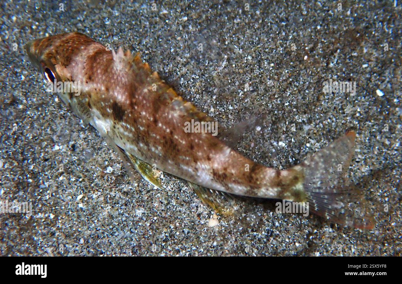Spangled Emperor (Lethrinus nebulosus), Actinopterygii, Dibab, Red Sea ...