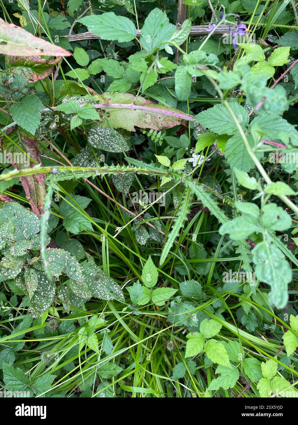 Marsh Thistle (Cirsium palustre), Plantae, Rivenhall, Witham, England ...