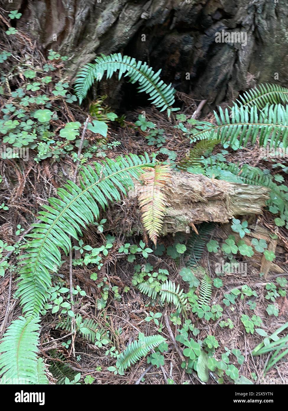 western sword fern (Polystichum munitum), Plantae, Redwood National ...
