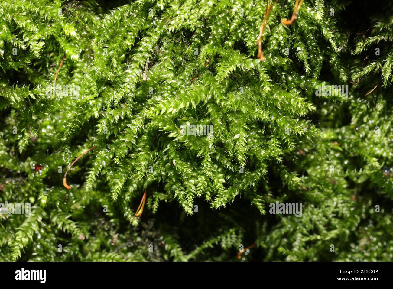 Clustered Feather-moss (Rhynchostegium confertum), Plantae, Hale Park ...