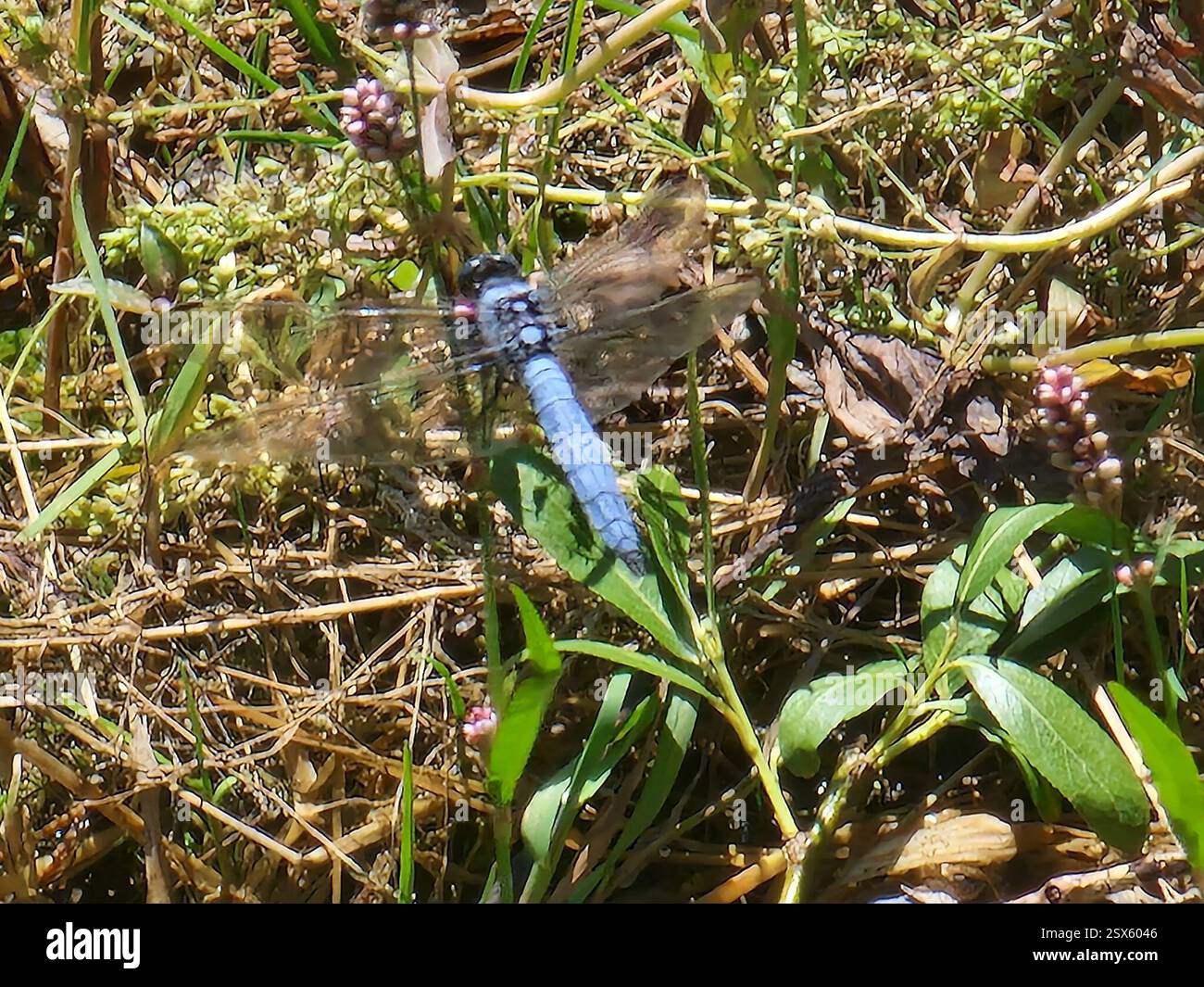 Southern Skimmer (Orthetrum brunneum), Insecta, Dobreni 617155, Romania ...