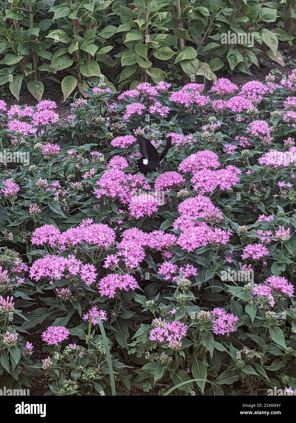 Red Helen Swallowtail (Papilio helenus), Insecta, オリーブ広場, 2-2 ...