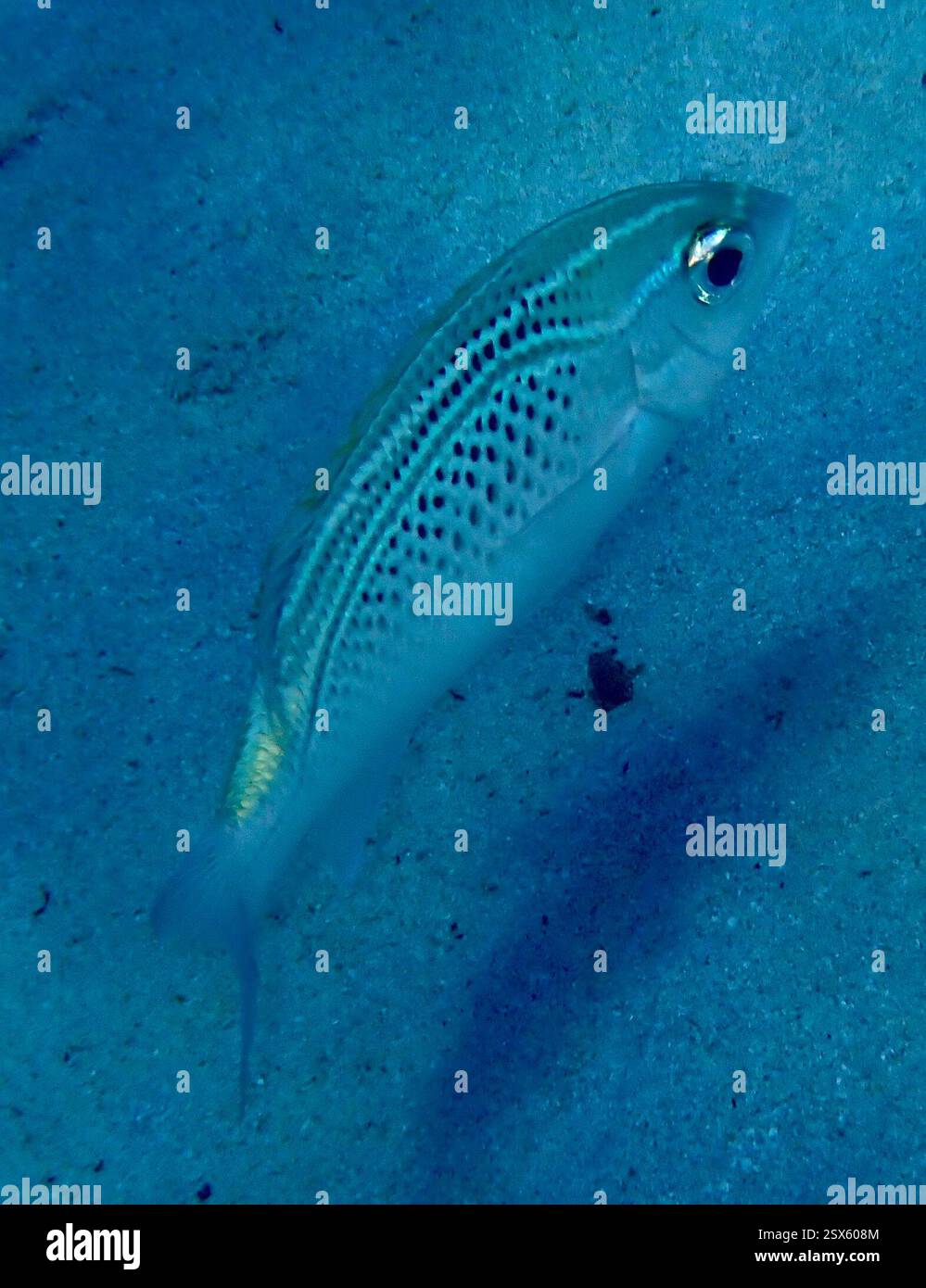 Arabian Monocle Bream (Scolopsis ghanam), Actinopterygii, Dibab, Red ...