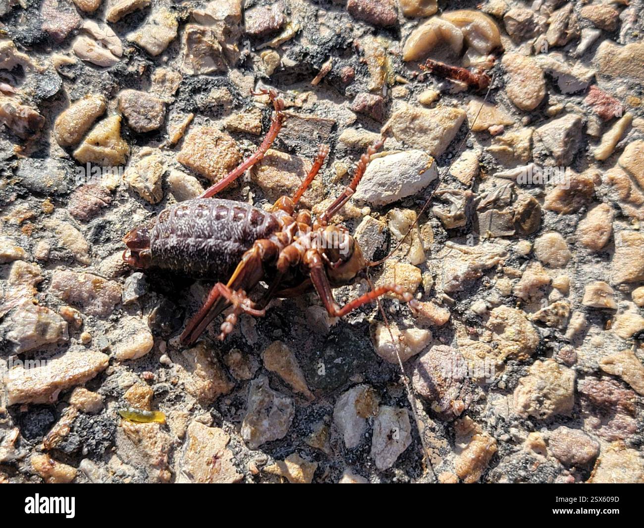 Mormon Cricket (Anabrus simplex), Insecta, Rangely, CO 81648, USA Stock ...