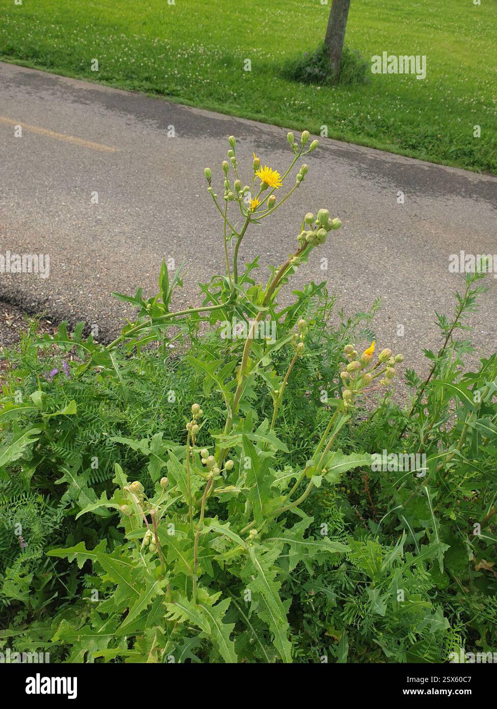 Smooth Field Sowthistle (Sonchus arvensis uliginosus), Plantae, Cité ...