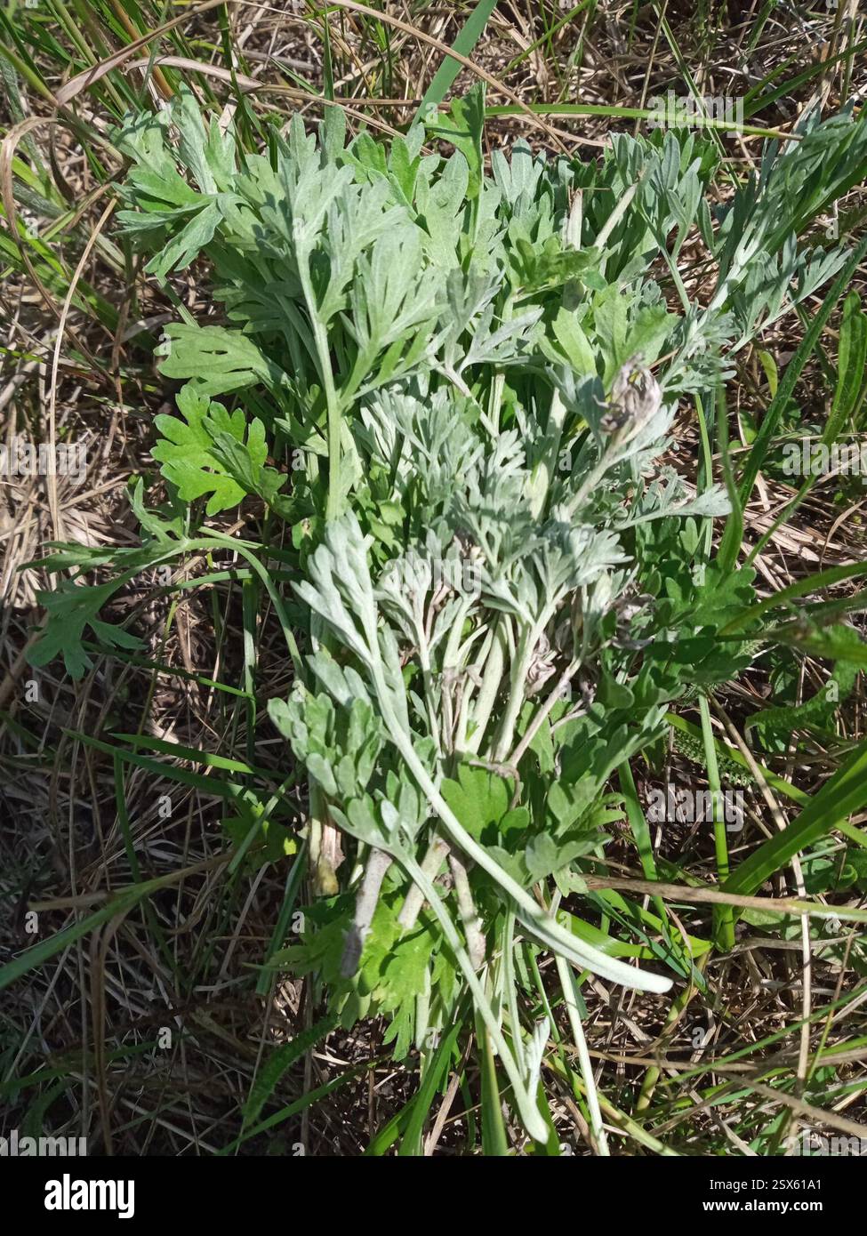 absinthe wormwood (Artemisia absinthium), Plantae, Марьина Горка ...