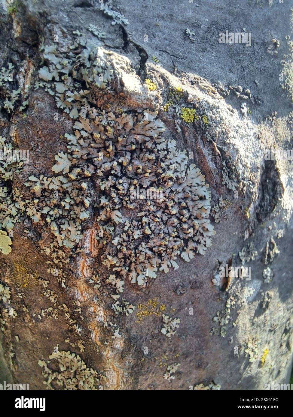 wreath lichens (Phaeophyscia), Fungi, Edmund Fitzgerald Lake Superior ...