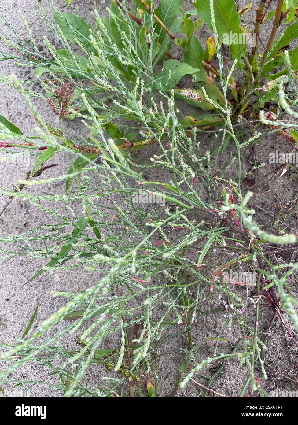 hyssop-leaved bugseed (Corispermum hyssopifolium), Plantae ...