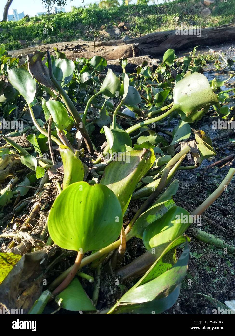 anchored water hyacinth (Pontederia azurea), Plantae, Praia de Belas ...