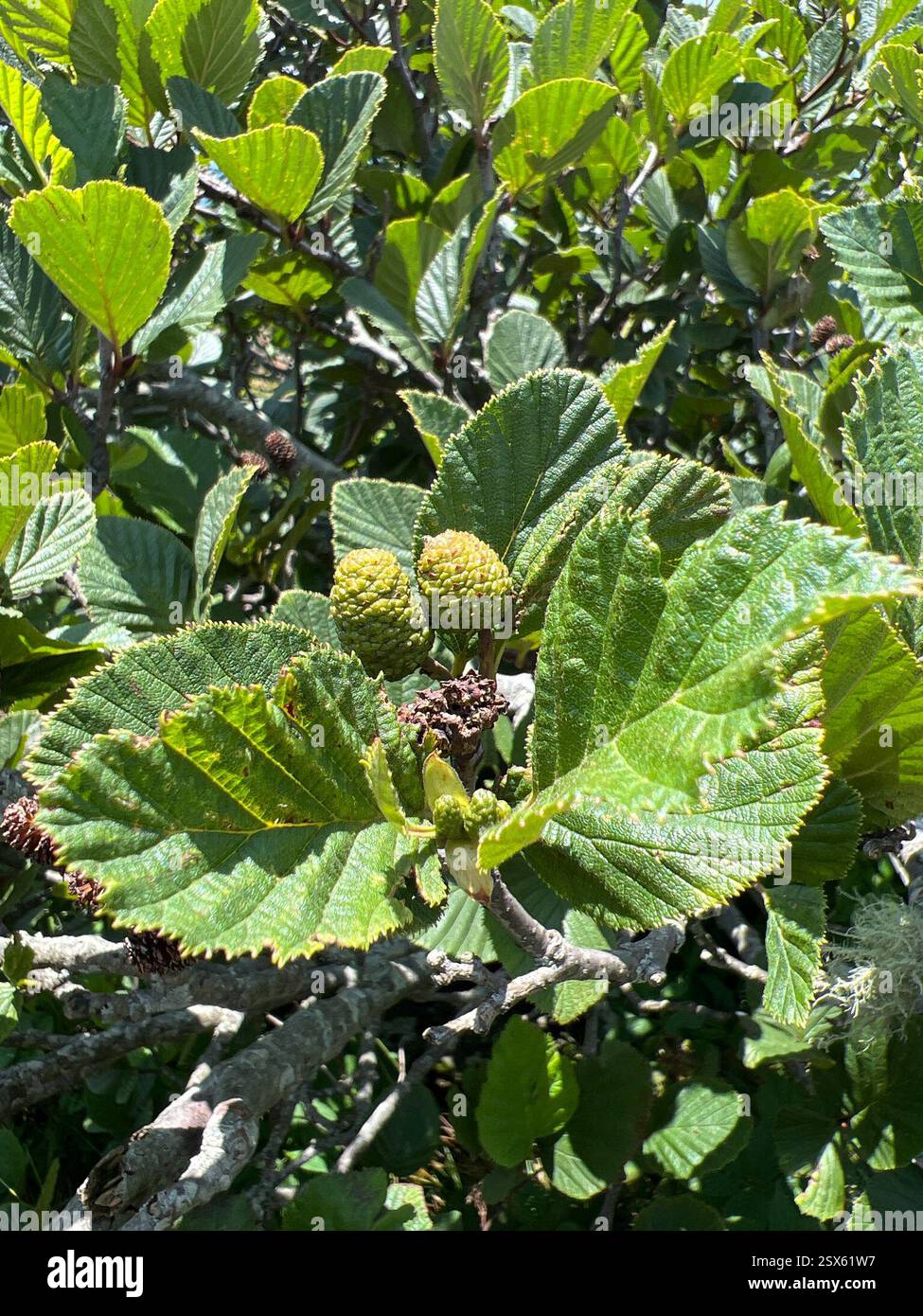mountain alder (Alnus alnobetula crispa), Plantae, Pisgah National ...