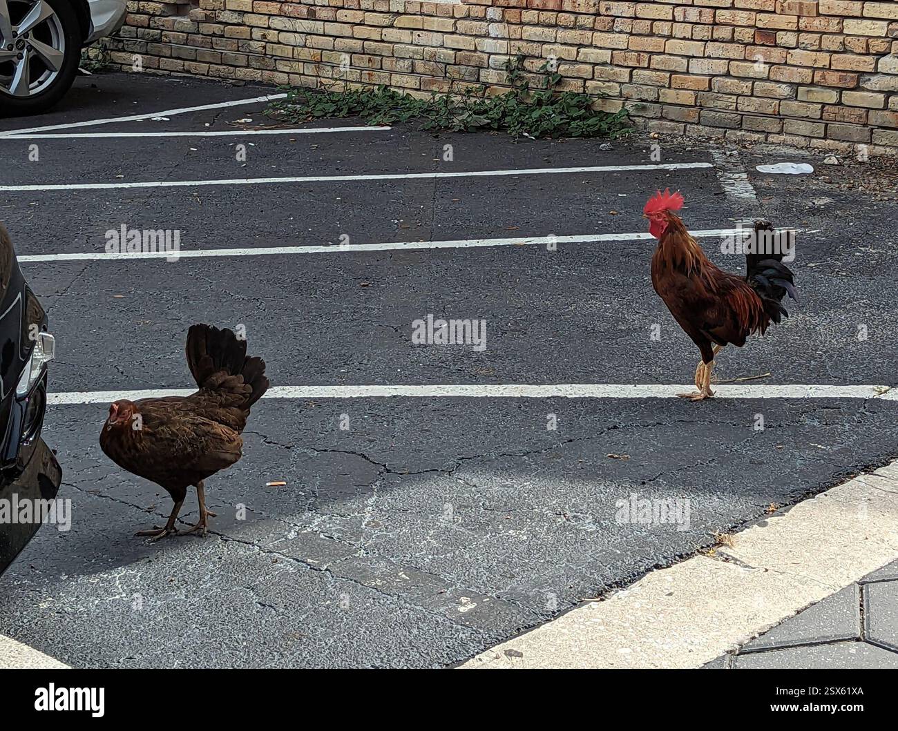 Domestic Chicken (Gallus gallus domesticus), Aves, Ybor City Historic ...