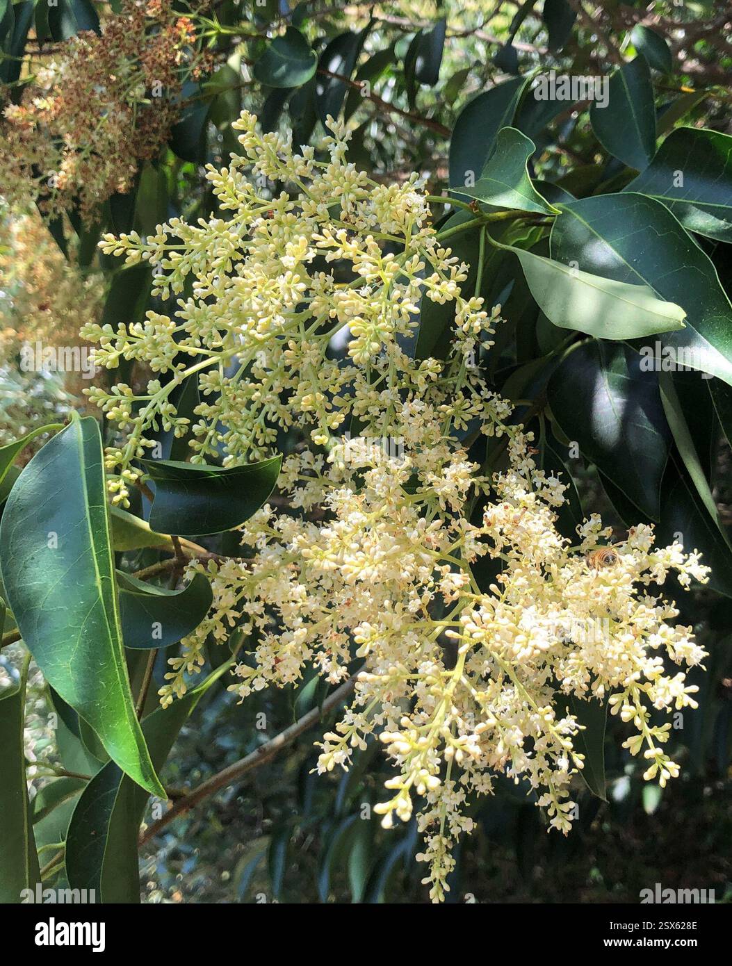tree privet (Ligustrum lucidum), Plantae, Parco Naturale Regionale di ...