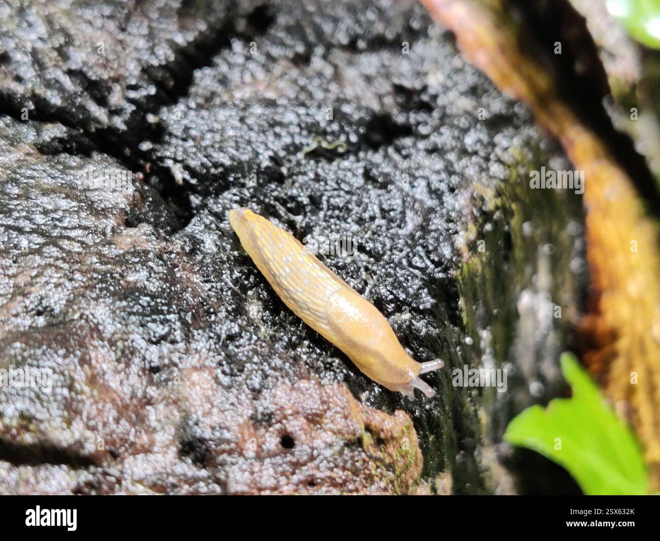 Western Dusky Slug (Arion subfuscus), Mollusca, Eden Street, Carlisle ...