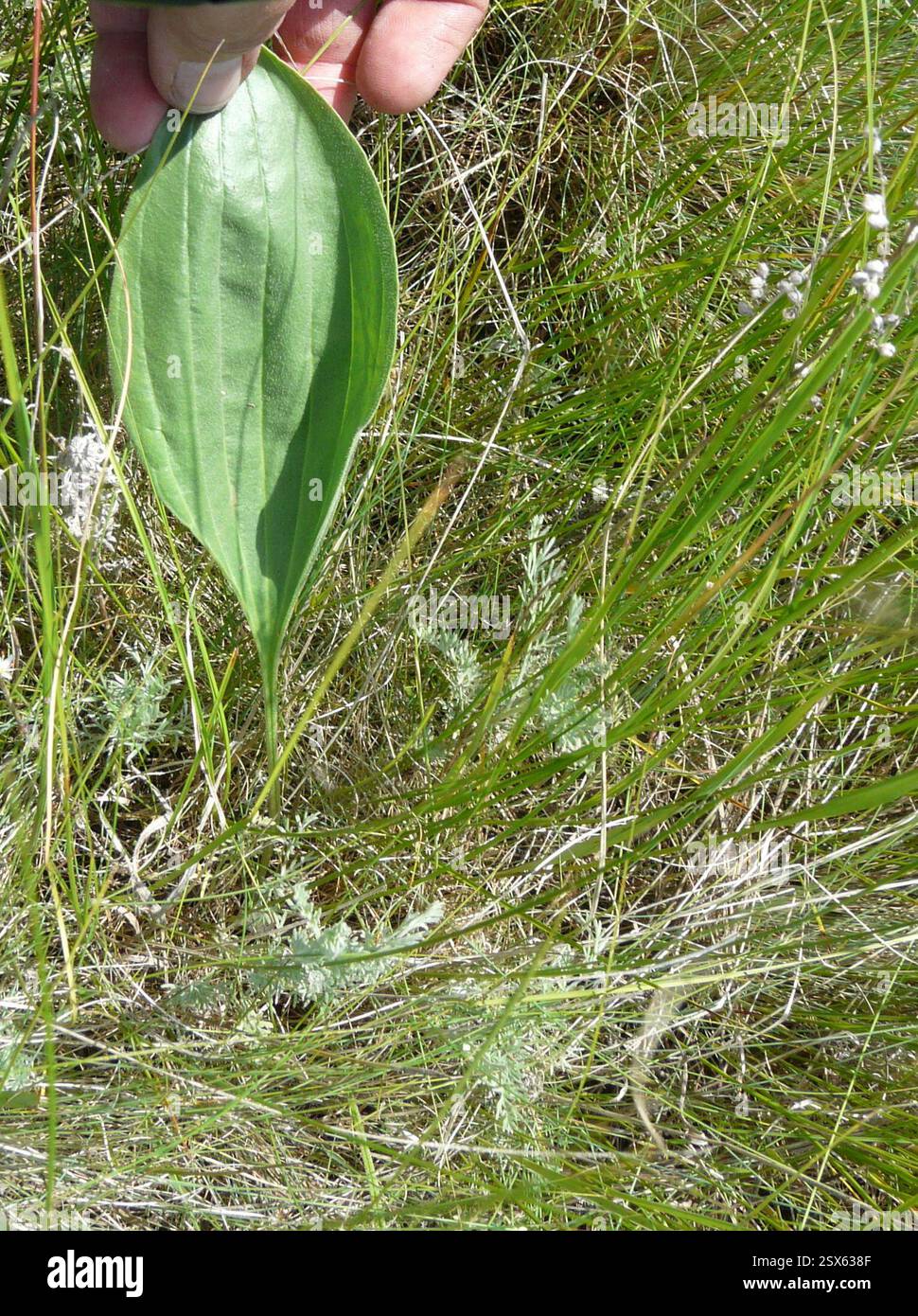 (Plantago maxima), Plantae, Кондольский р-н, Пензенская обл., Россия ...