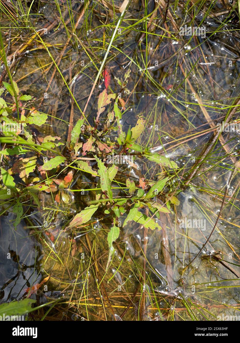 swamp dock (Rumex verticillatus), Plantae, Mount Gilead, NC, US ...