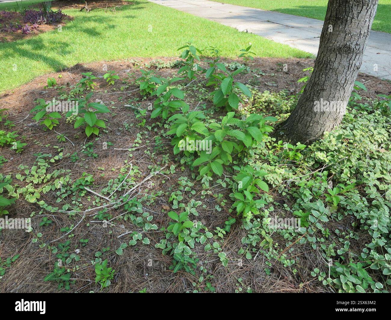 Happy tree (Camptotheca acuminata), Plantae, Windsor Forest, Savannah ...