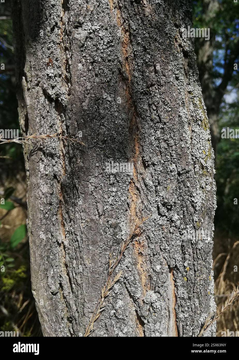black locust (Robinia pseudoacacia), Plantae, Ballenstedt, Germany ...