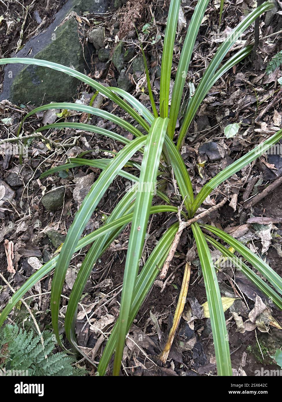 Bush Flax (Astelia fragrans), Plantae, Coopers Knob, Tai Tapu ...