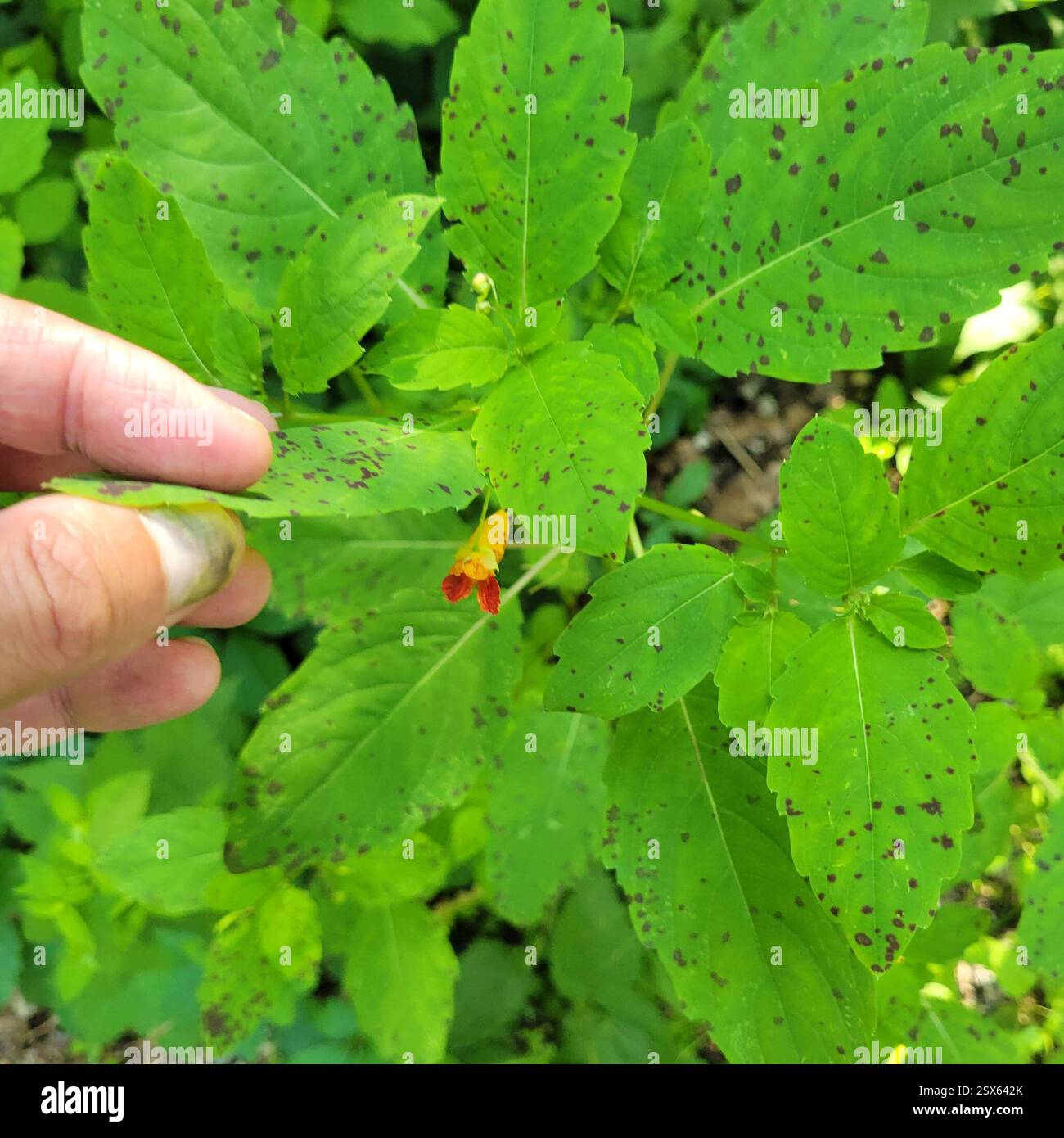 common jewelweed (Impatiens capensis), Plantae, Worcester County, US-MA ...