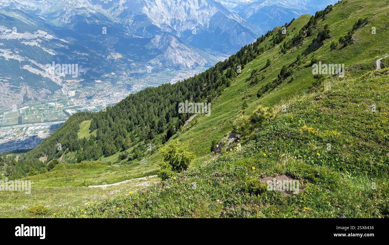 exsecta-group Wood and Mound Ants (Formica exsecta), Insecta, 1907 ...