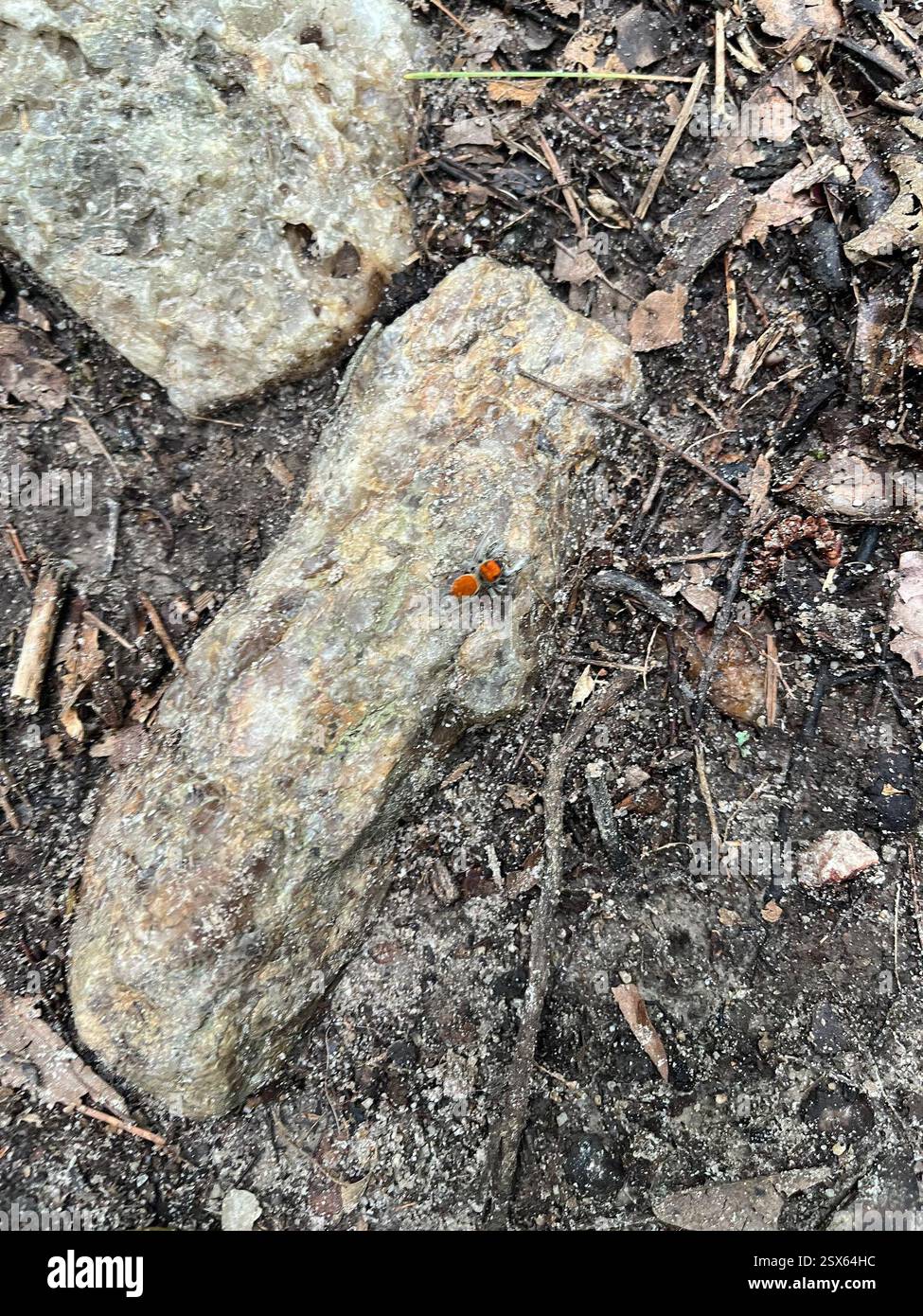Whitman's Jumping Spider (Phidippus whitmani), Arachnida, William B ...