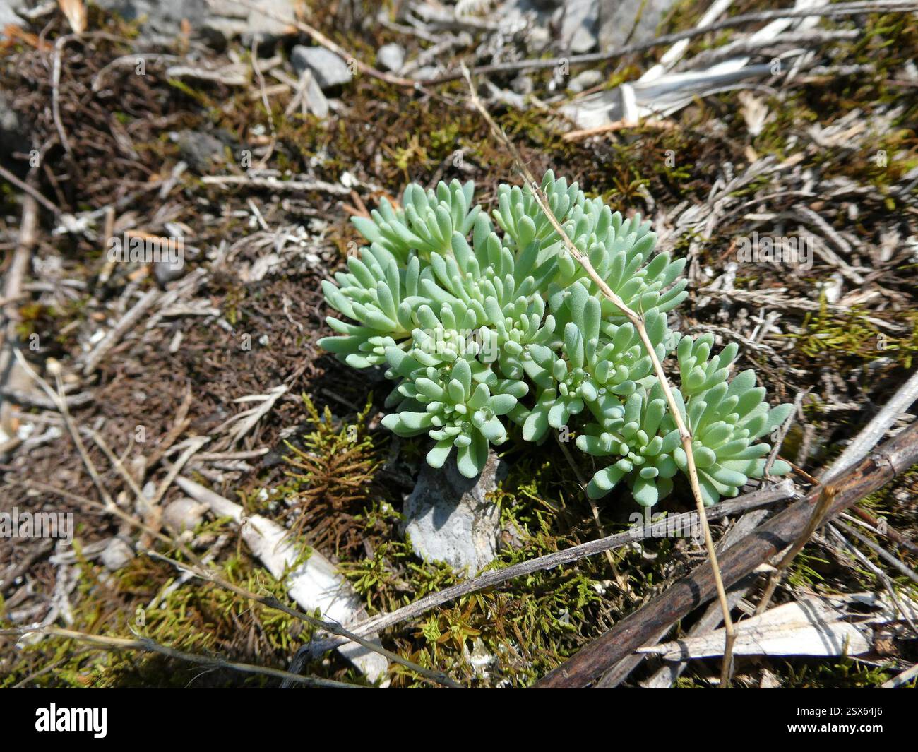 Spanish Stonecrop (Sedum hispanicum), Plantae, Isle La Motte, VT 05463 ...