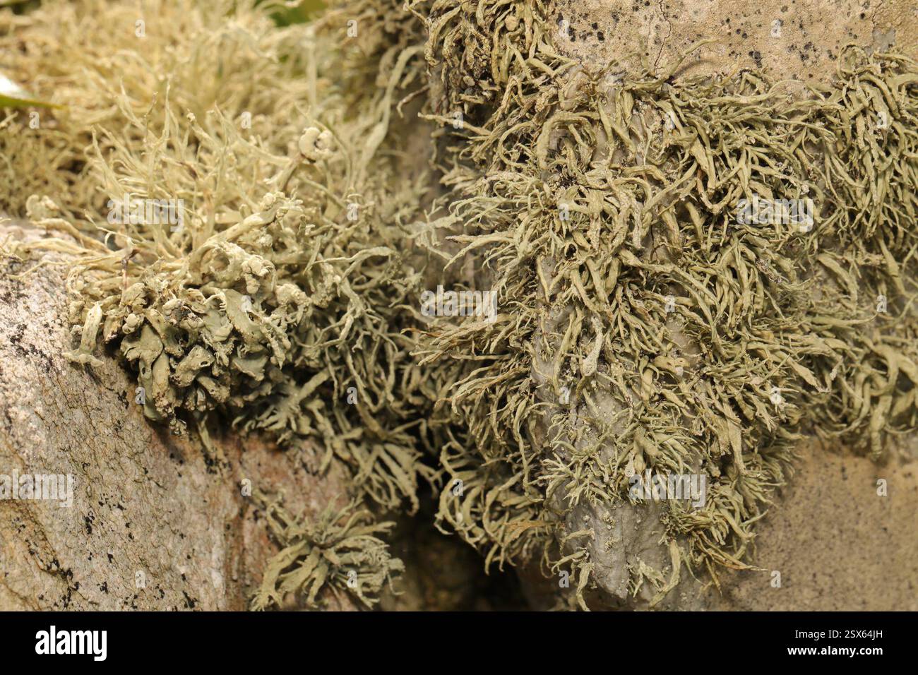 Sea Ivory (Ramalina siliquosa), Fungi, Holyhead Breakwater Park ...