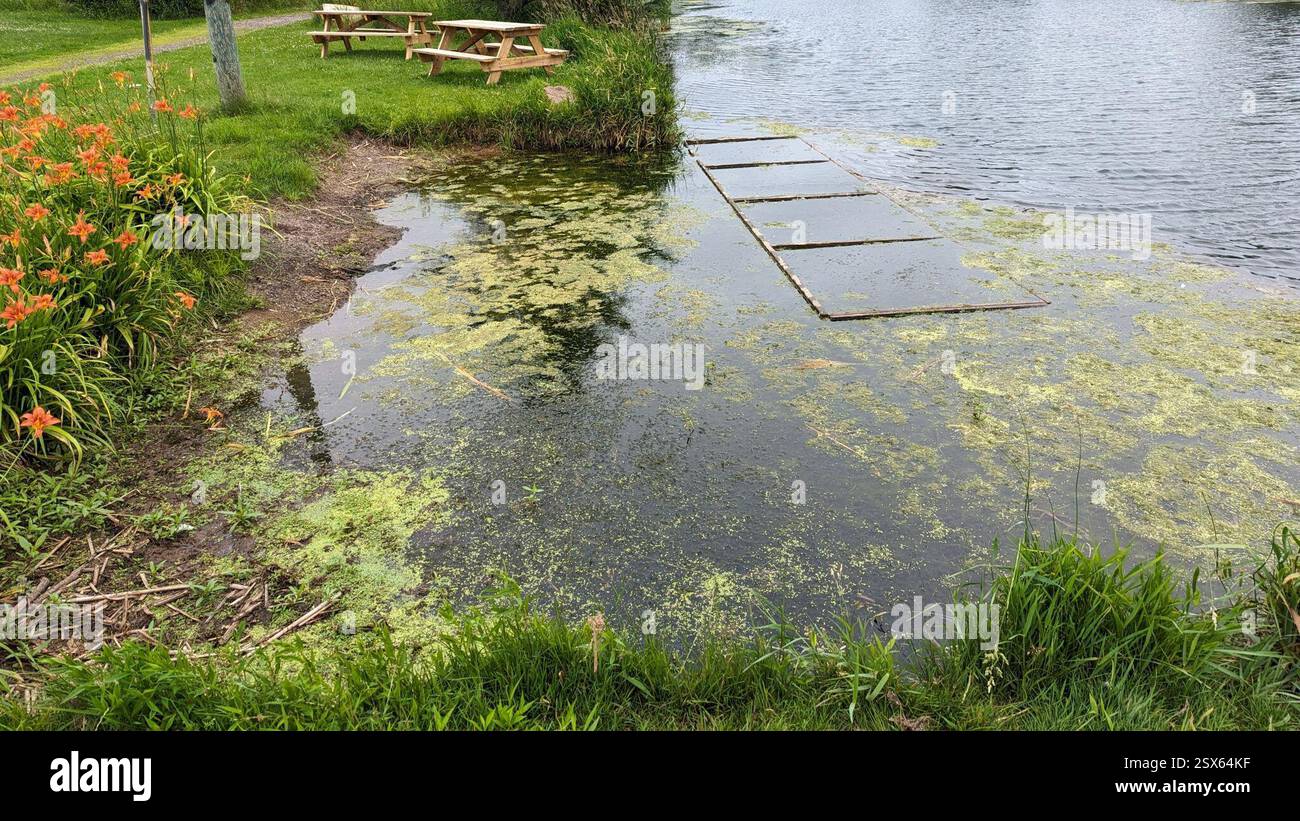 Canadian Waterweed (Elodea canadensis), Plantae, Charlottetown, PE C1A ...