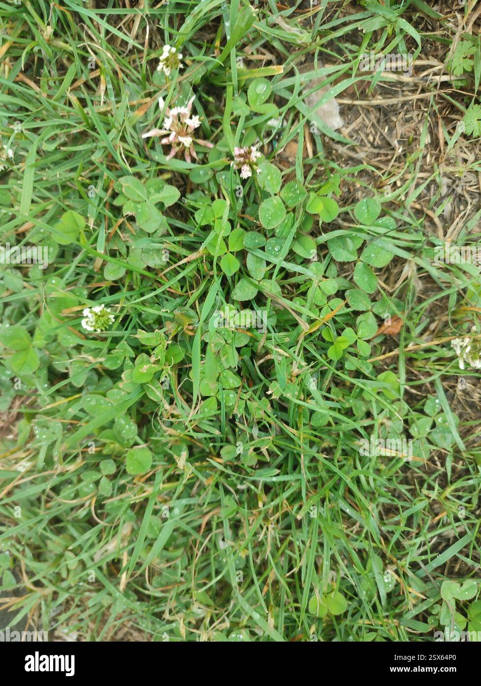 white clover (Trifolium repens), Plantae, London NW7 3HU, UK Stock ...