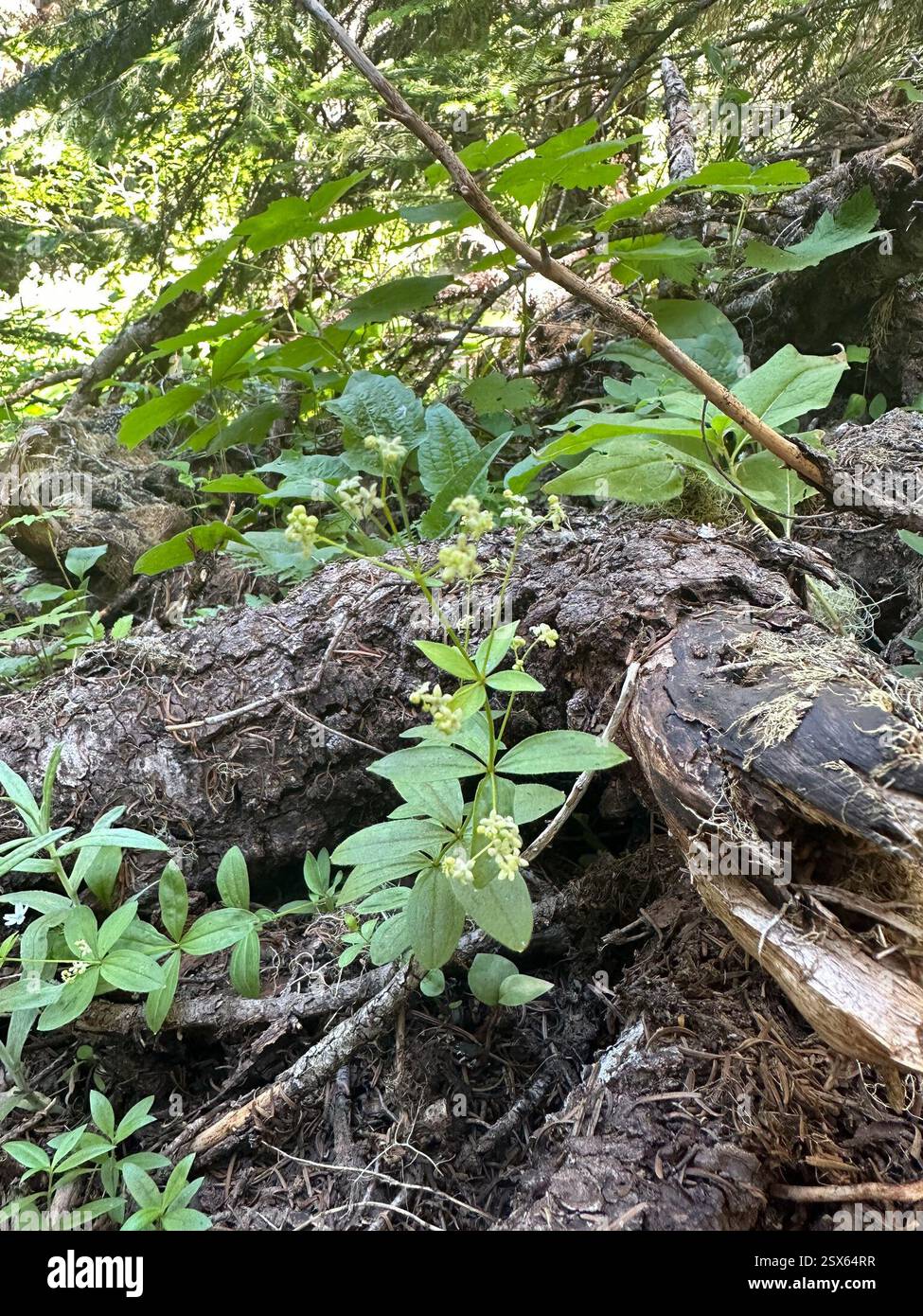 oregon bedstraw (Galium oreganum), Plantae, Willamette National Forest ...