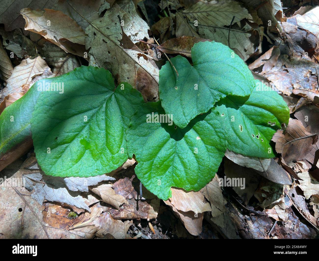 Round-leaved Violet (Viola rotundifolia), Plantae, Nantahala National ...