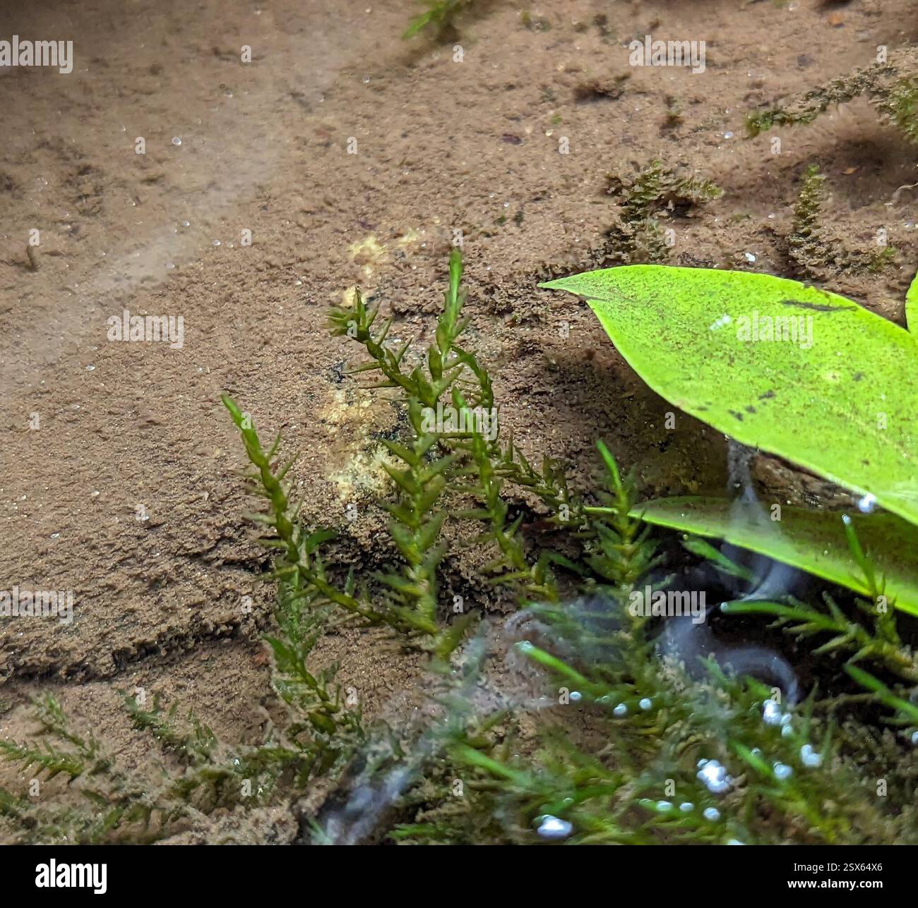Streamside Leptodictyum Moss (Leptodictyum riparium), Plantae ...