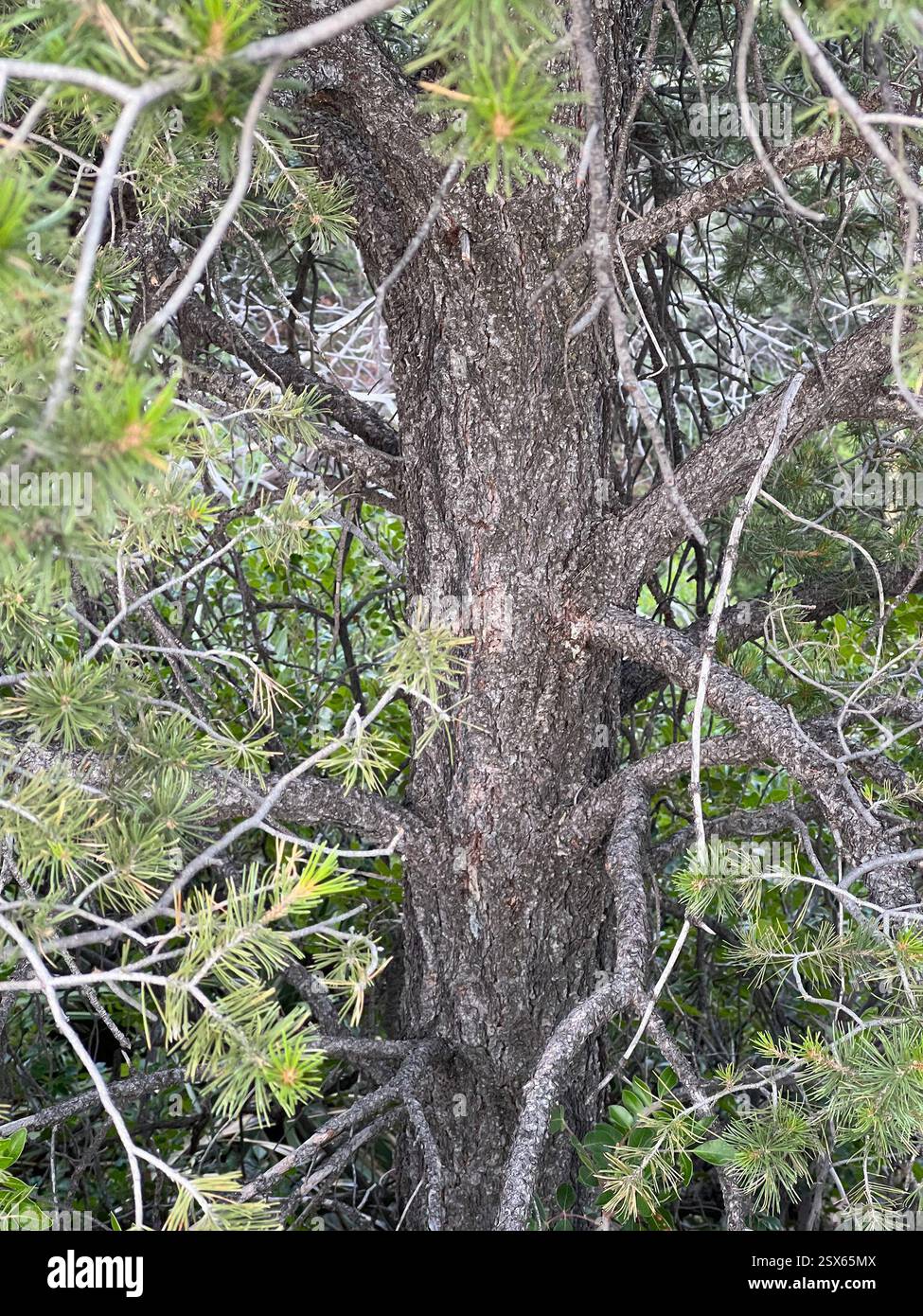 Mexican pinyon (Pinus cembroides), Plantae, Big Bend National Park ...