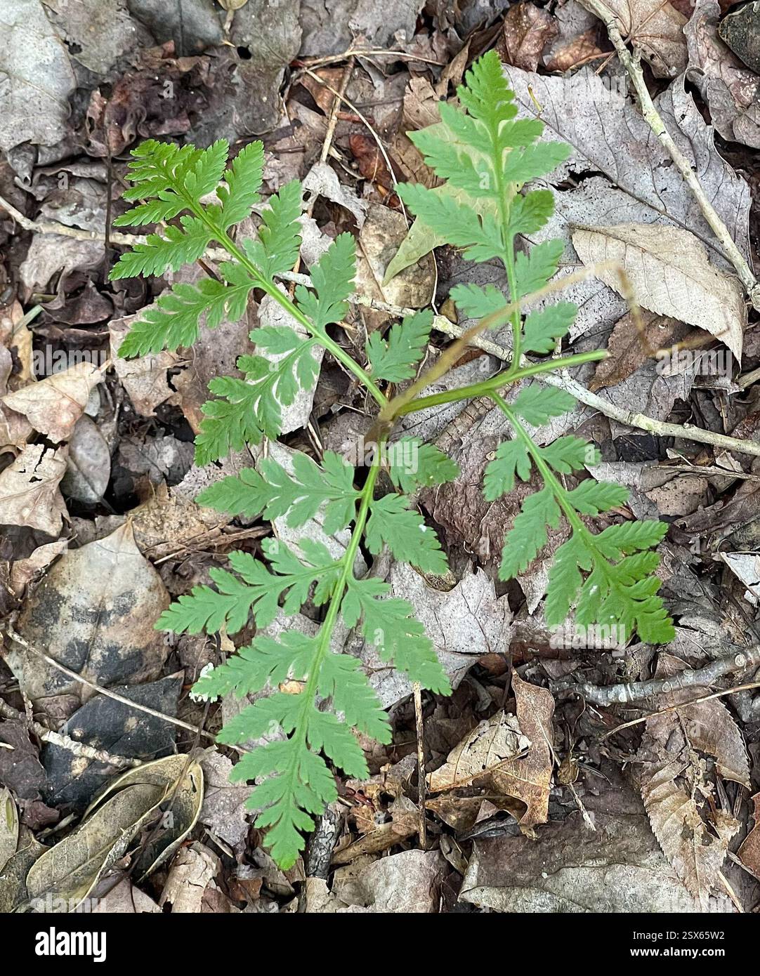 rattlesnake fern (Botrypus virginianus), Plantae, Big South Fork ...