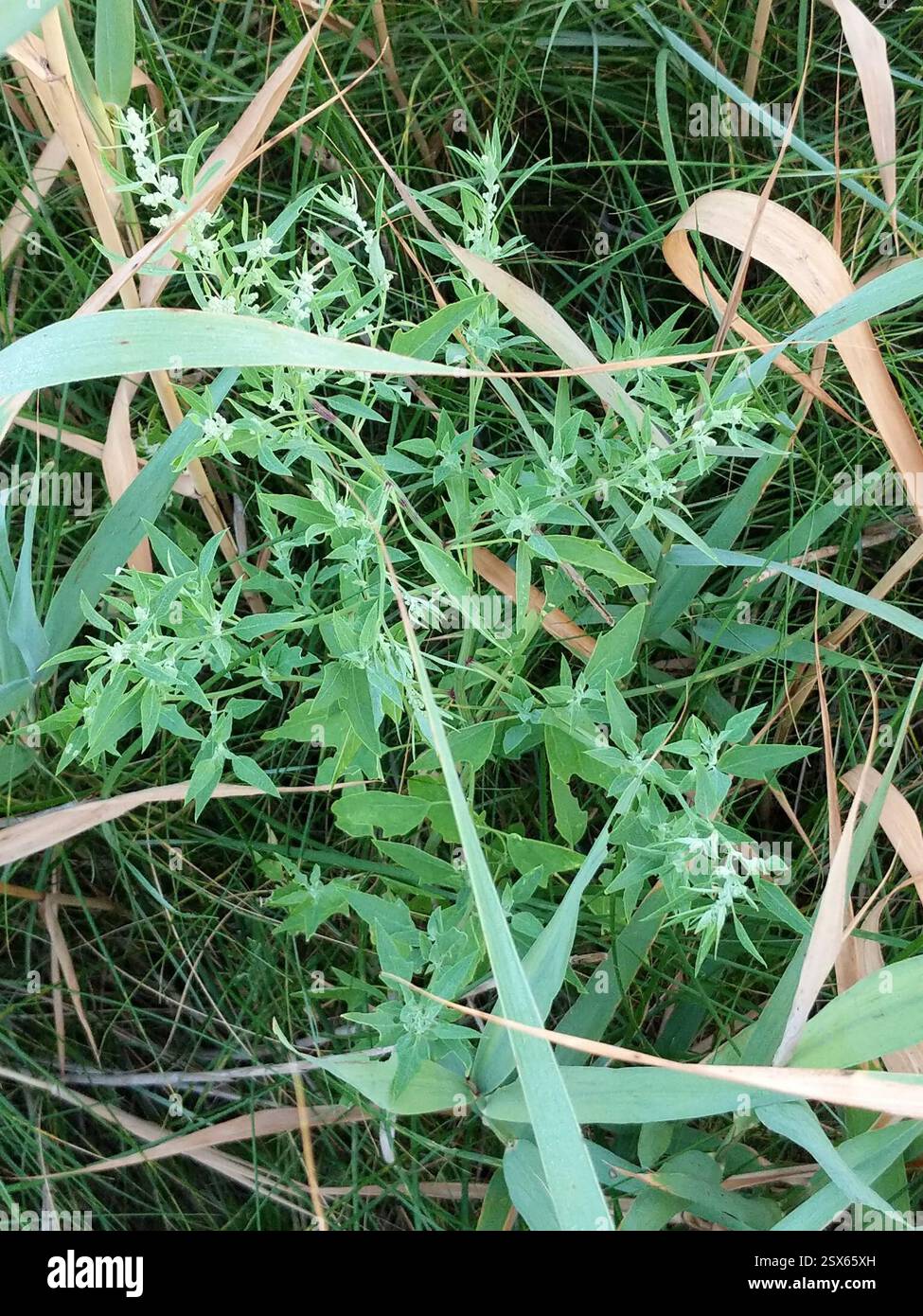 saltbush subfamily (Chenopodioideae), Plantae, Clarksville, DE 19970 ...