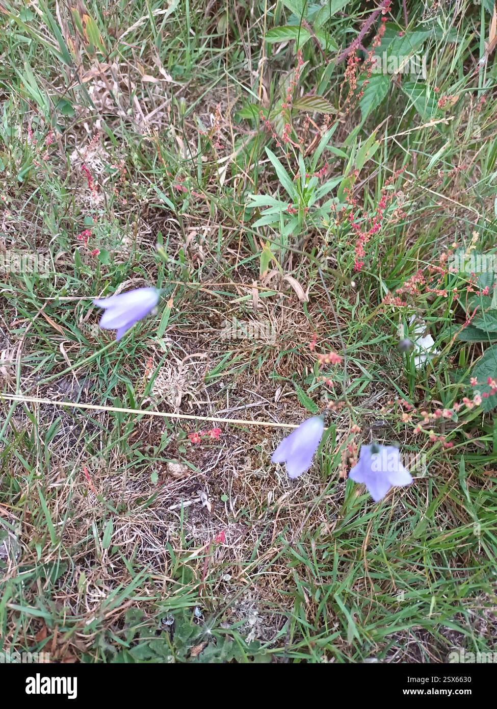 Common Harebell (Campanula rotundifolia), Plantae, Suffolk, UK Stock ...